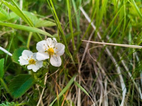 Small Tiny Yellow Flower With White Leaves At Big Field Full Of Grass