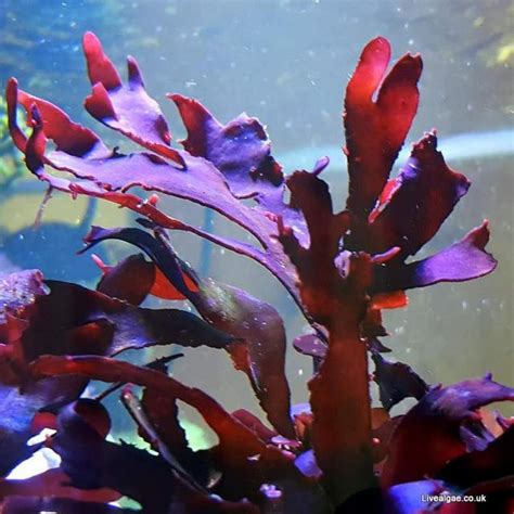 Live Frag Purple Fauchea Macro Algae Marine Saltwater Plant Reef