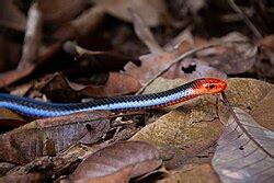 Calliophis Bivirgatus Wikipedia