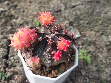 Infected Cactus Classification Failed Classification Dataset By Mahidol Wittayanusorn School