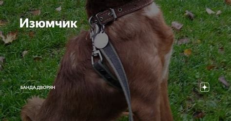 Изюмчик | Банда Дворян (г. Москва) | Дзен