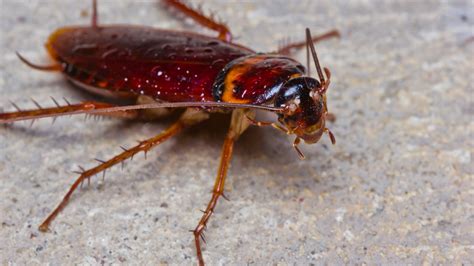 Bengaluru Lawyer Finds Cockroach In Paneer Dish Says Hotel Staff