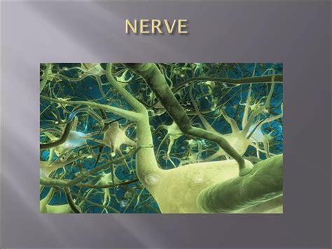 Nerve Ppt Ppt
