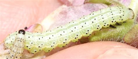 Caterpillars In Snapdragon Blossoms The Backyard Arthropod Project