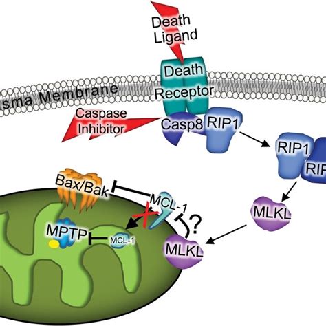 Baxbak Oligomerization Is Required For Necroptosis A Western Blot