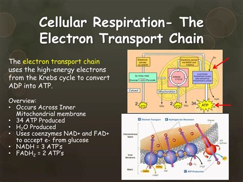 Ppt Cellular Respiration Powerpoint Presentation Free Download Id