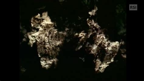 【中英双字】赫尔曼·黑塞的漫长夏日1997 自制字幕 哔哩哔哩