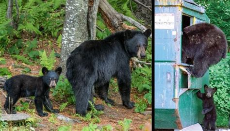 Massachusetts Is “bear Country” Do You Know What To Do If You