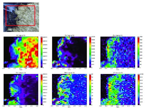 Xrf Quantitative Analysis And Micro Xrf Analysis Of T Aestivum