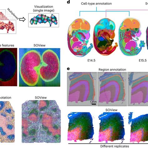 Soview Demonstration Of Various Spatial Omics Datasets A Soview Inputs