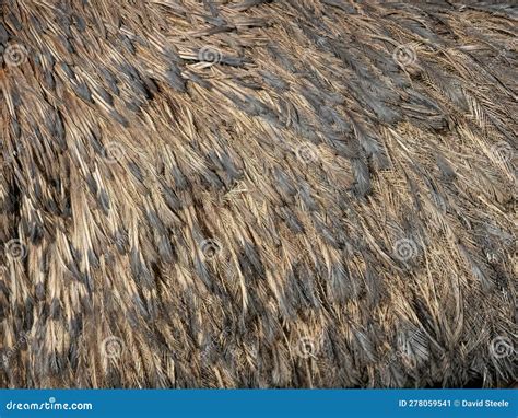 Emu Feathers Stock Image Image Of Bird Living Head 278059541