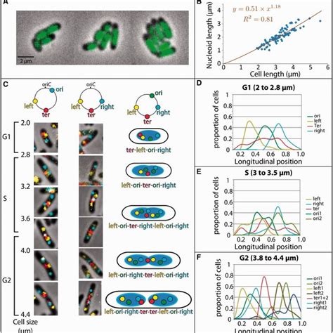In Vivo Organization Of The E Coli Chromosome A Imaging Of A Download Scientific Diagram