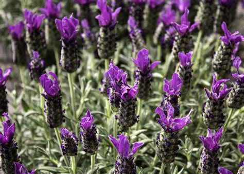 How To Grow Lavender 🌱 💜 Crafting A Fragrant Oasis In Your Garden