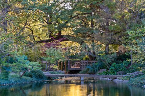 Japanese Garden At Fort Worth Botanical Garden A4 10520