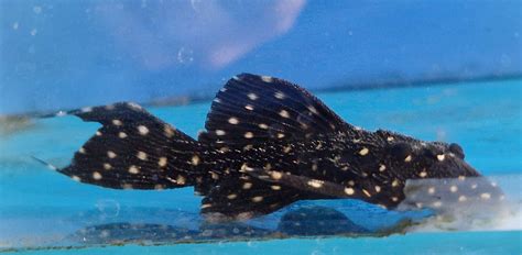 L97 “sp” Pier Aquatics