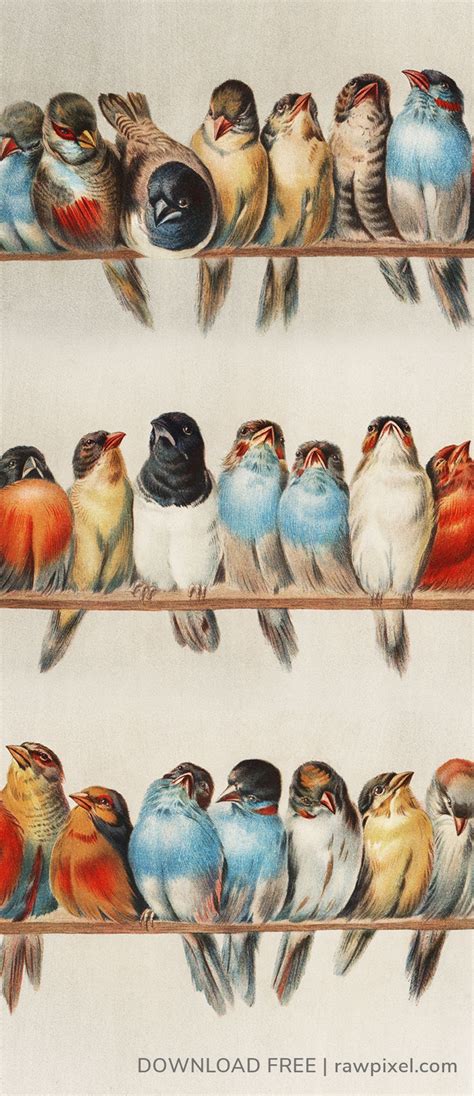Vintage Bird Illustration At Marjorie Summerville Blog