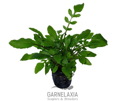 Rorippa Aquatica Pot Webshop Aquascaping