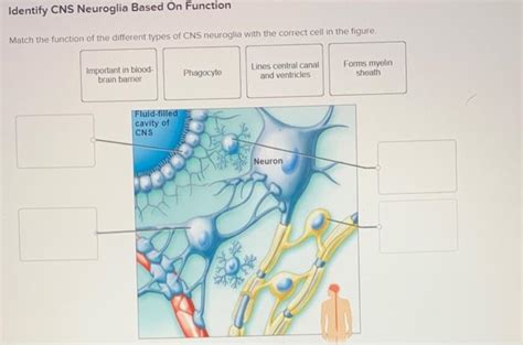 Solved Identify Cns Neuroglia Based On Function Match The