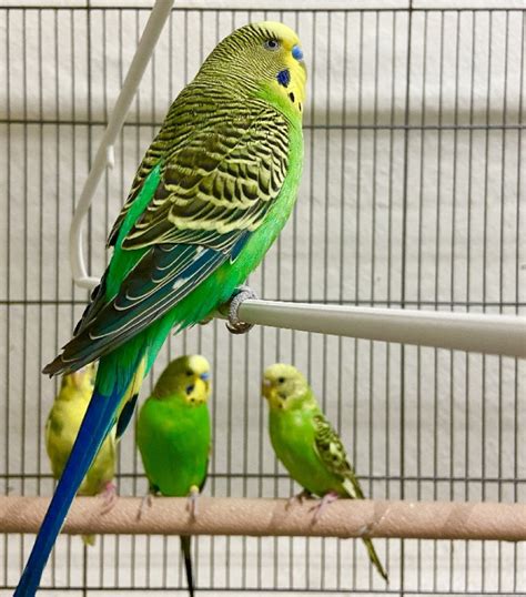 Are We At Our Essence Featherless Birds A Review Of Dr Antone