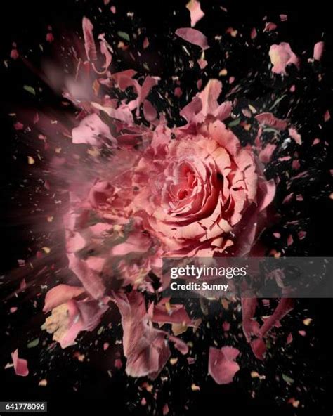 Exploding Flowers Photos And Premium High Res Pictures Getty Images