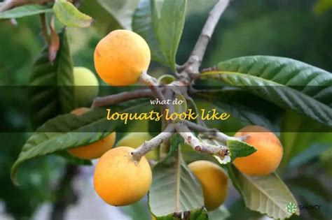 A Visual Guide To Loquats What Do These Exotic Fruits Look Like Shuncy