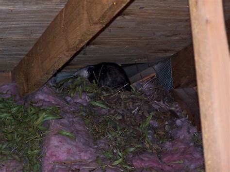 Abolish Pest Control Opossum Gallery