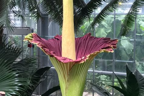 A “corpse Flower” Is Currently In Bloom At The Botanic Garden