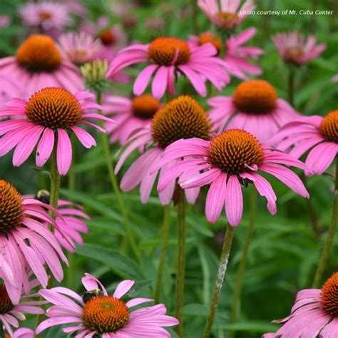 Echinacea ‘ruby Star Coneflower Cavanos Perennials
