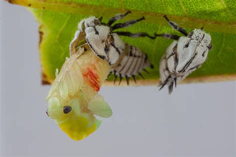 Treehopper Emerging From Nymph Photograph By Craig Lapsley Pixels Treehopper Emerging From Nymph Photograph By Craig Lapsley Pixels