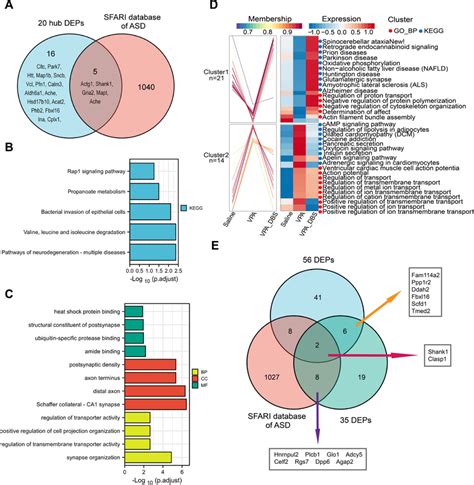 A Venn Diagram Of 20 Hub Deps And Sfari Gene Database ↑ Upregulated