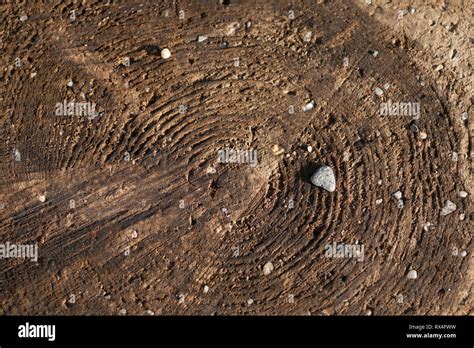 Cross Section Of Tree Trunk With Growth Rings Stock Photo Alamy