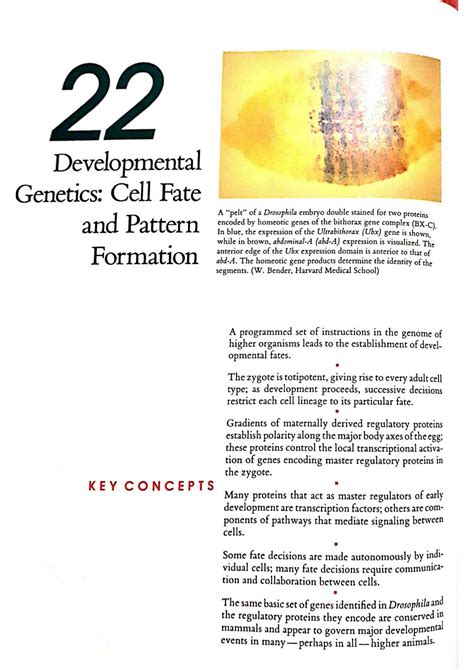Solution Developmental Genetics Cell Fate And Pattern Formation
