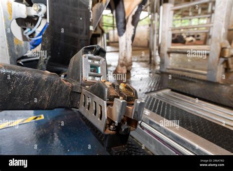 Dairy Cows Being Milked By Robotic Milking Machines In A Modern Milking