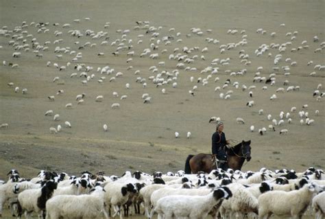 Nomadic Herding
