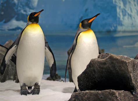 King Penguins Seaworldold Aust Average Weight 15kg 33 Flickr