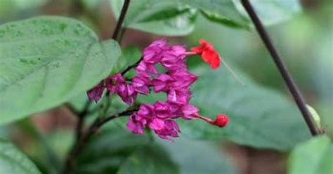 宜昌代开汽车租赁发票 Imgur