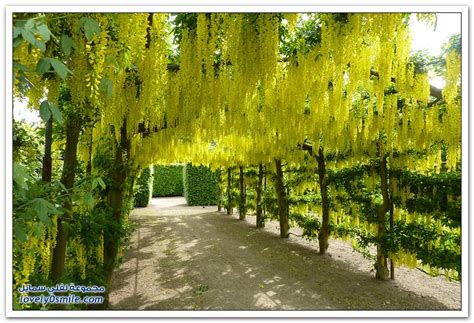 الأنفاق التي تكونها شجر الأبنوس لفلي سمايل