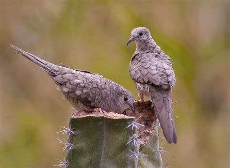 Inca Dove Audubon Field Guide