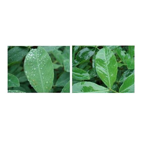 Trisiloxane Ethoxylate Wetting Agent Agriculture Formulations Tank Mix