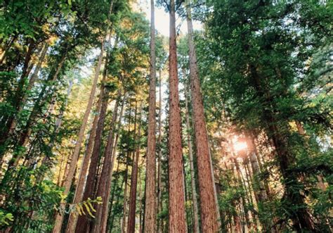Top 10 Things To Do In Aptos Ca Beachnest Vacation Rentals