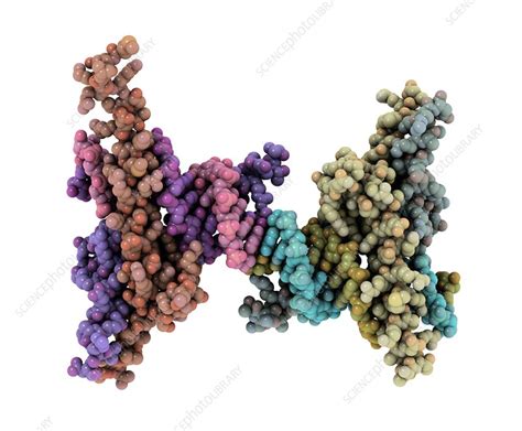 Dna Recognition Molecular Model Stock Image G110 1224 Science