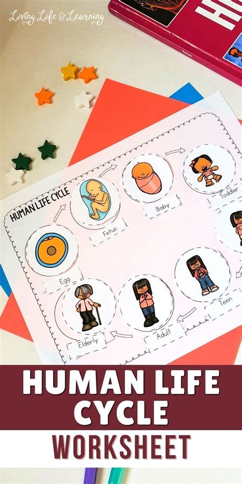 Best 13 Human Life Cycle Worksheet Artofit