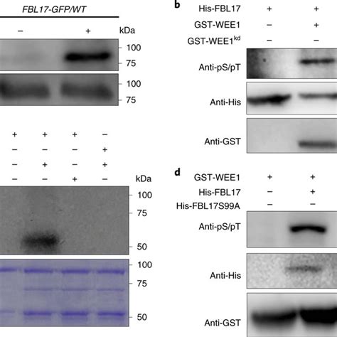 Pdf A Novel Wee1 Pathway For Replication Stress Responses