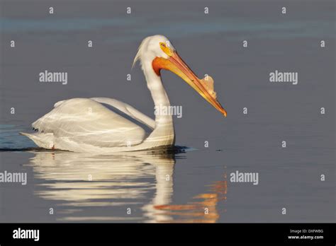 American White Pelican Pelecanus Erythrorhynchos Adult Breeding
