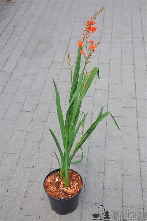 Krokosmia Czerwony Pomarańczowy Sadzonka W Pojemniku 3 5l • Cena