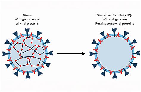 Proteins That Are Virus Like Particles Vlps Bio Connect