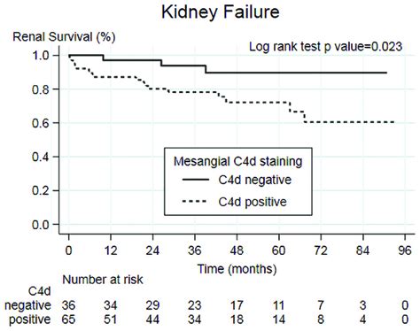 Kaplan Meier Analysis Of Mesangial C4d Staining Positive Vs Negative