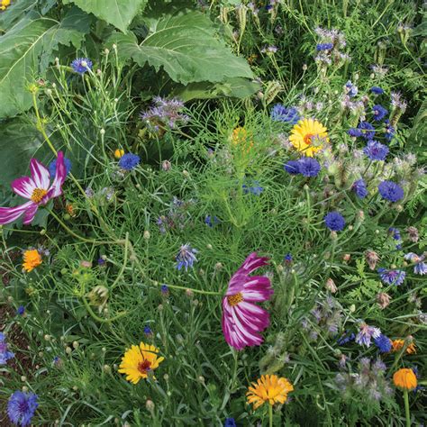 Bee Sweet Pollinator Mix Flower Seed Aeseeds