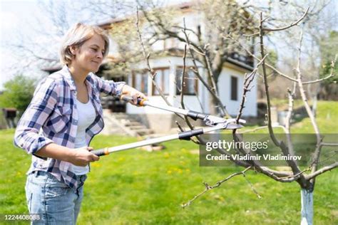Prune Fruit Trees Photos And Premium High Res Pictures Getty Images
