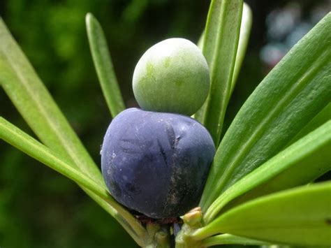 Living With Nature School On Blog By Dr Abercio V Rotor Arius Batanes Signature Tree